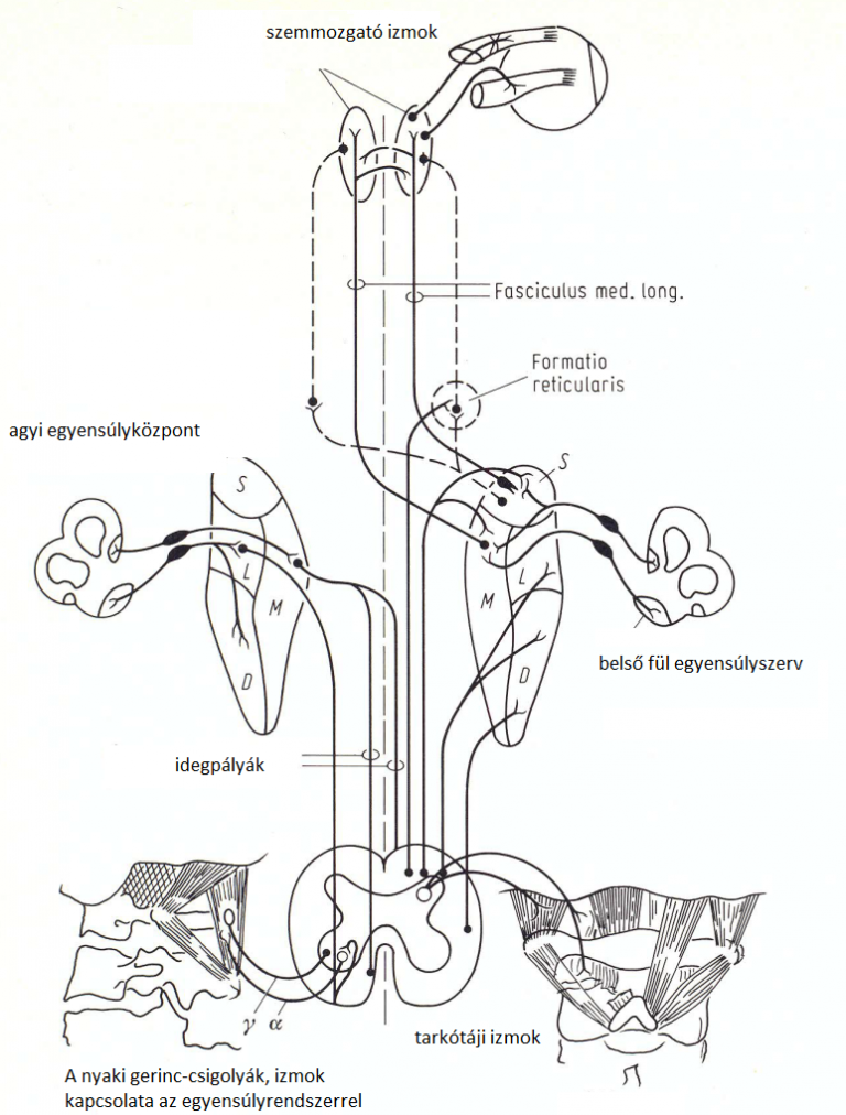 Nyaki eredetű szédülés - Dr. ORMOS GÁBOR PhD